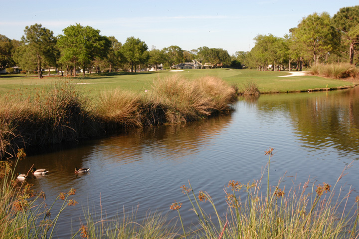belleview biltmore golf club